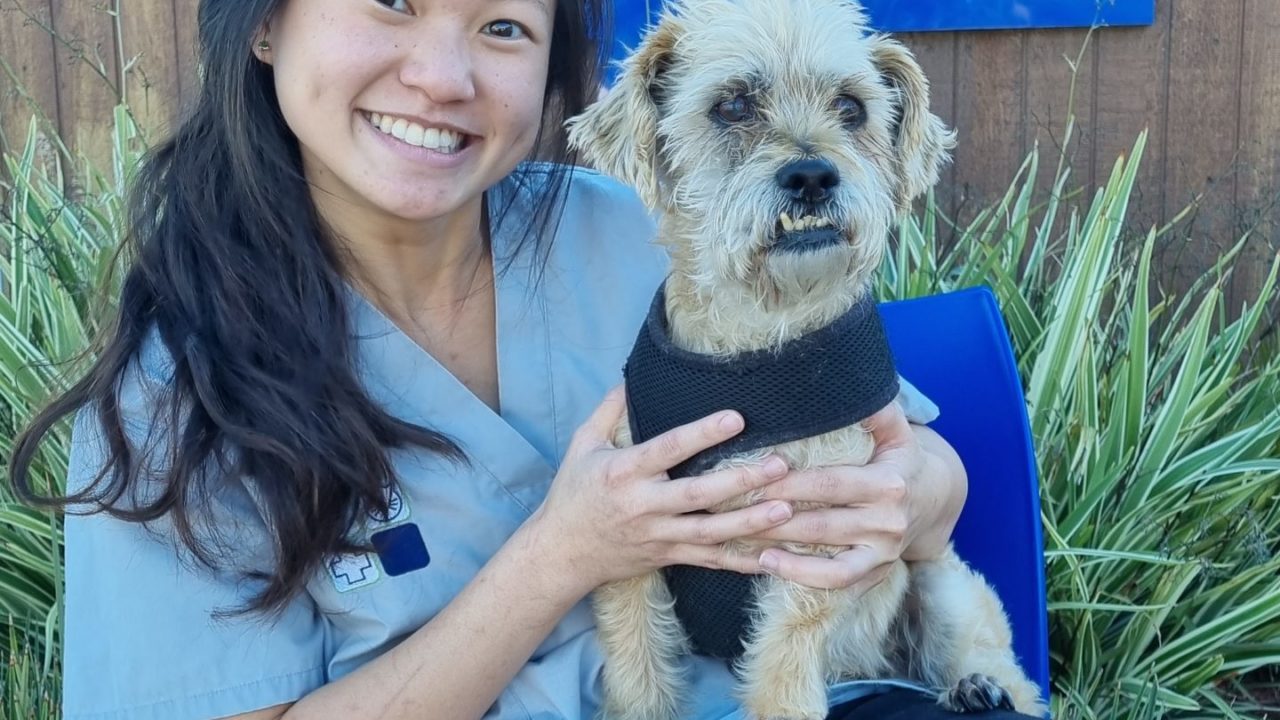 Our Team | Forrestfield & High Wycombe Vet Hospitals